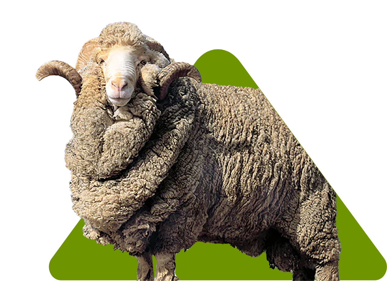 Home - Australian Wool Processors